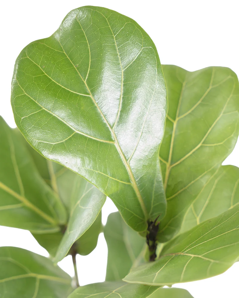 Ficus Pandurata Lyrata en Matera de Cultivo | Mi Matica