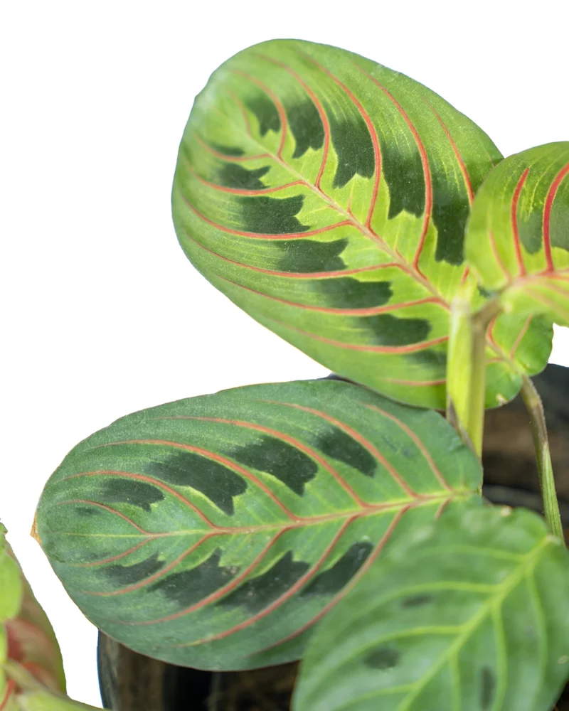 Calathea Maranta Leuconeura (Maranta Japonesa) | Mi Matica