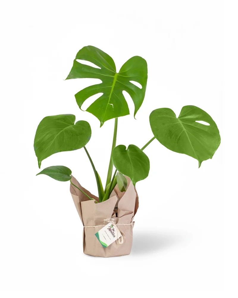Monstera Deliciosa Pequeña (Costilla de Adán) | Mi Matica