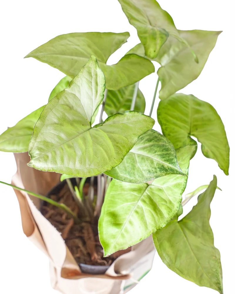 Singonio (Syngonium podophyllum) | Mi Matica